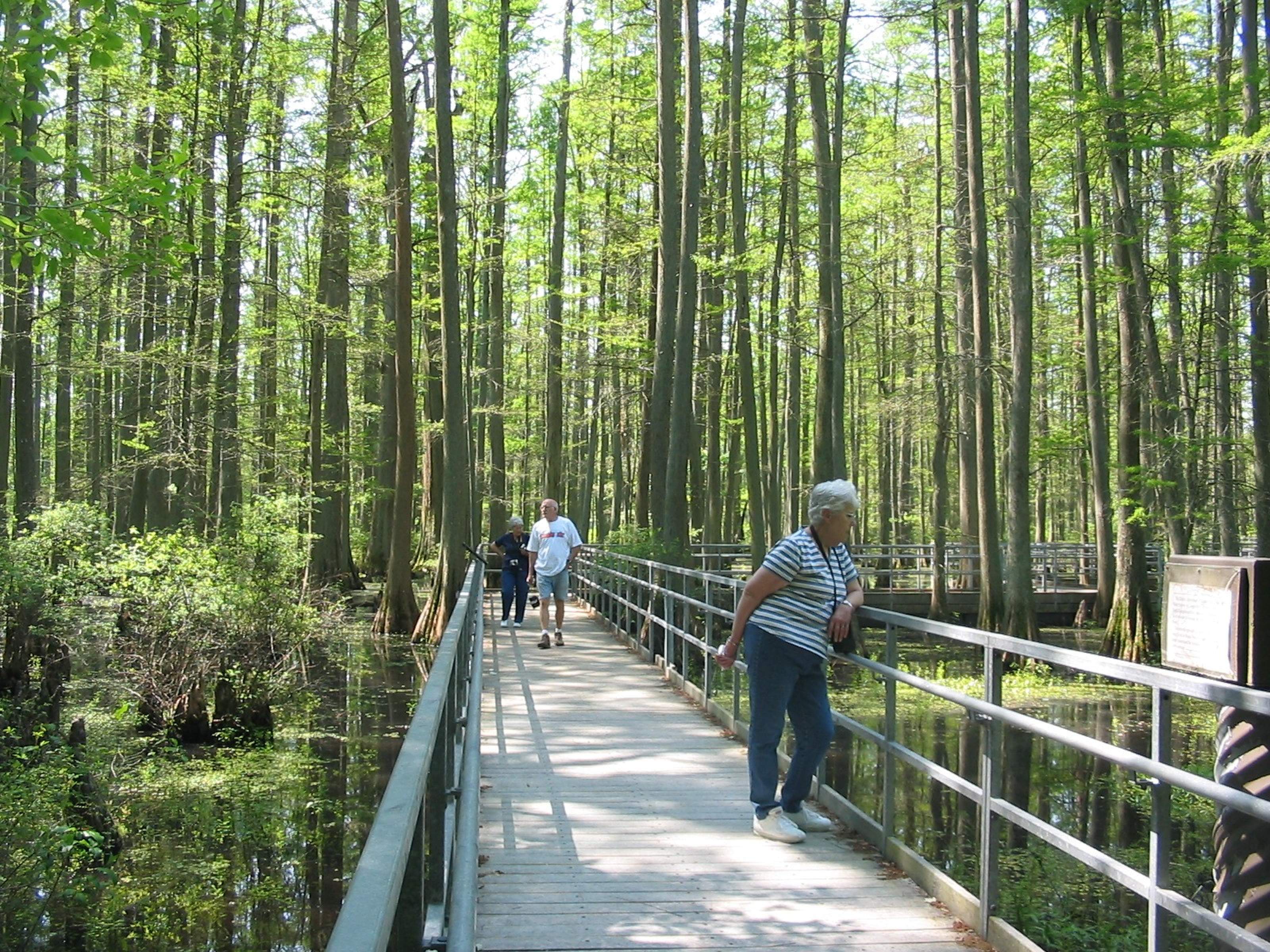 Cache River Wetlands - El pantano escondido de Illinois | Enjoy Illinois