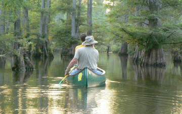 Cache River Wetlands - El pantano escondido de Illinois | Enjoy Illinois